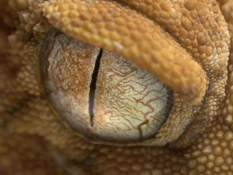 Un zoom a los ojos de los animales ¿Adivinas de qué especie son? – Pro ...