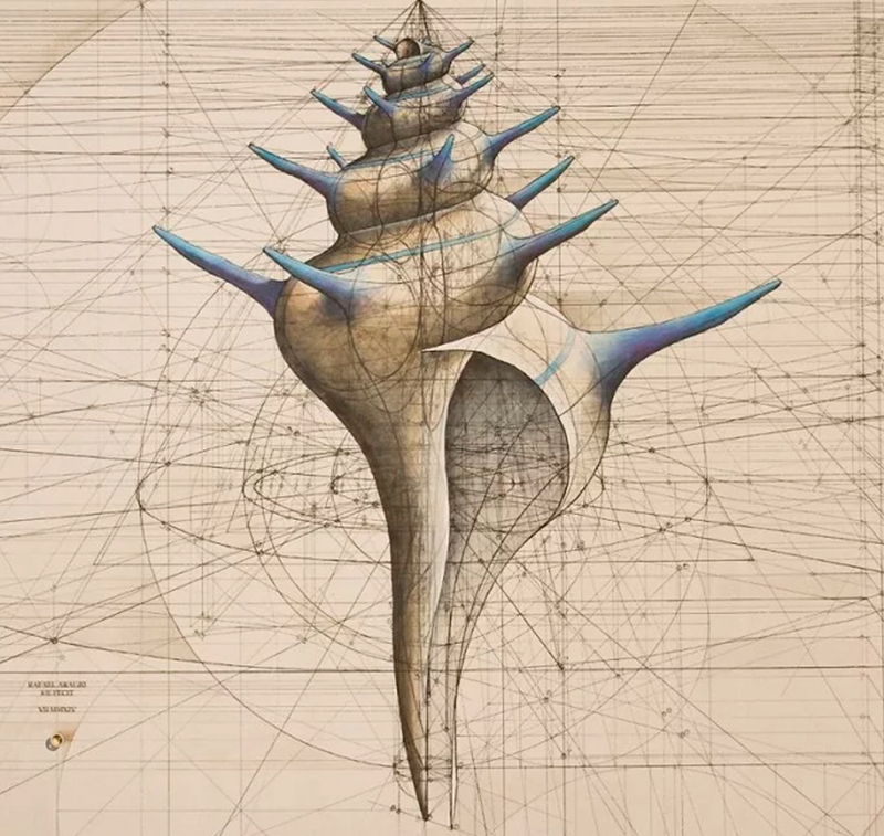 La matemática y su belleza en la naturaleza: la proporción áurea - Pro ...