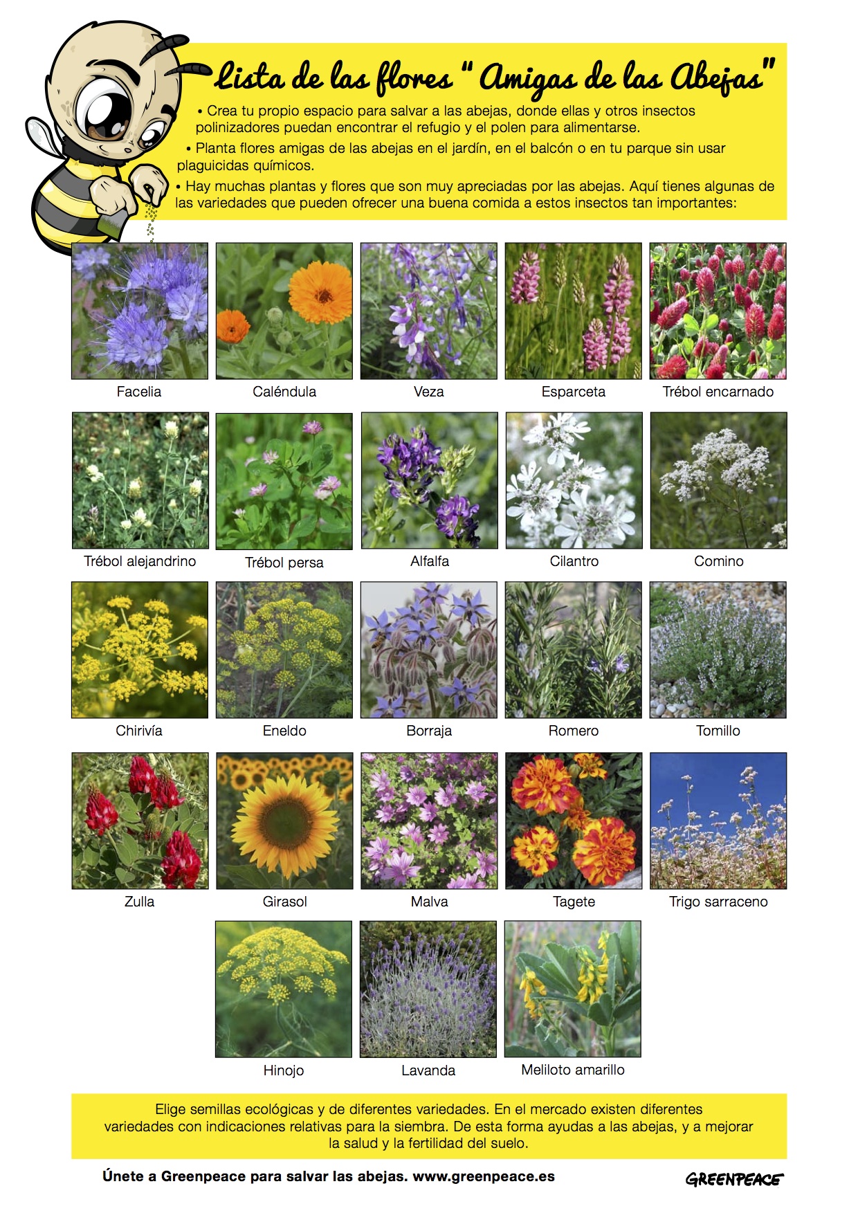 Plantas que tienes que crecer para atraer a las abejas - Pro Bosque ...