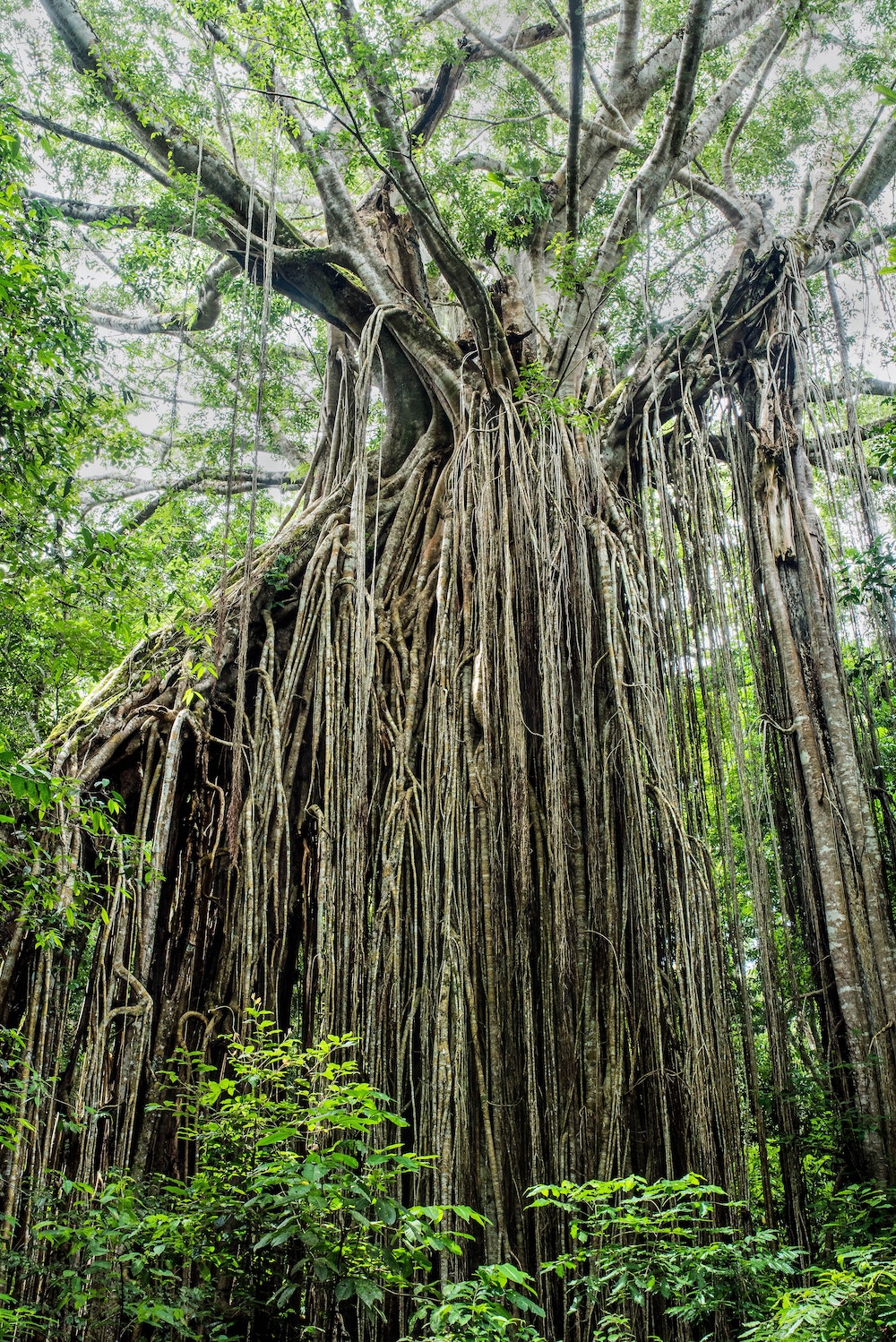 Así es como los árboles nos ayudan a respirar – Pro Bosque Chapultepec