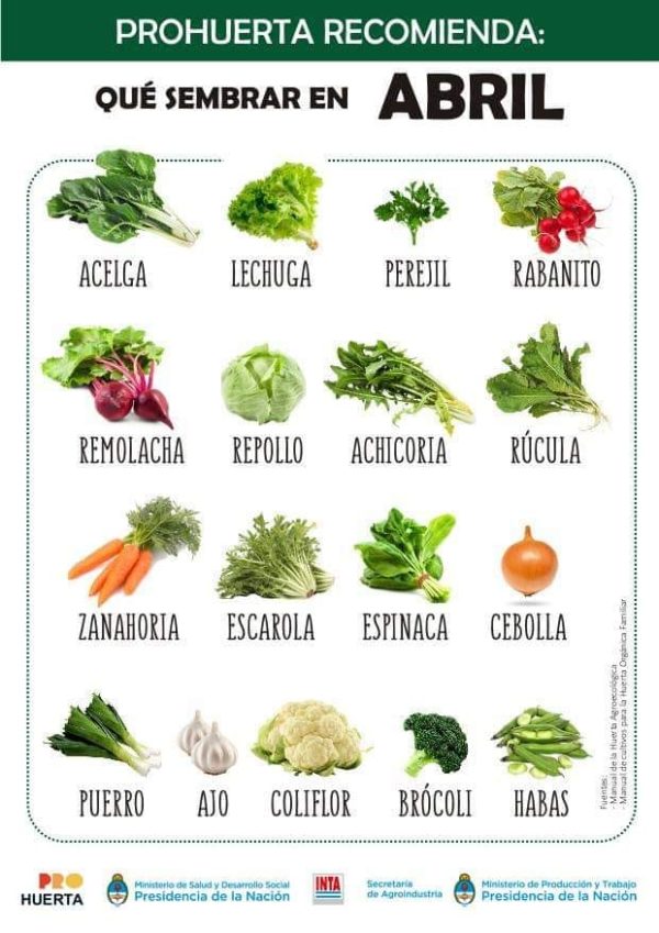 Guía para cultivar hortalizas en macetas y espacios reducidos – Pro ...