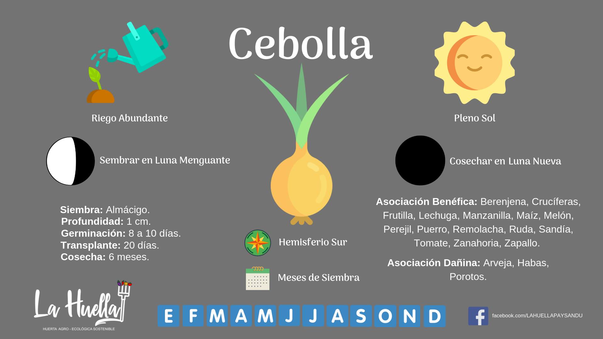 Guía para cultivar hortalizas en macetas y espacios reducidos – Pro ...