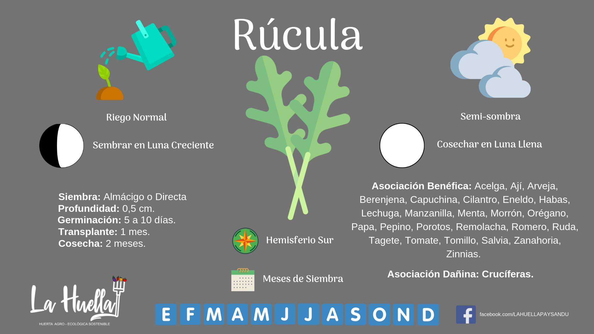 Guía para cultivar hortalizas en macetas y espacios reducidos – Pro ...