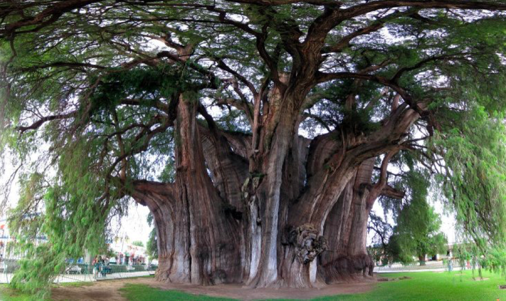 Webinar: Historia del Ahuehuetl – Pro Bosque Chapultepec