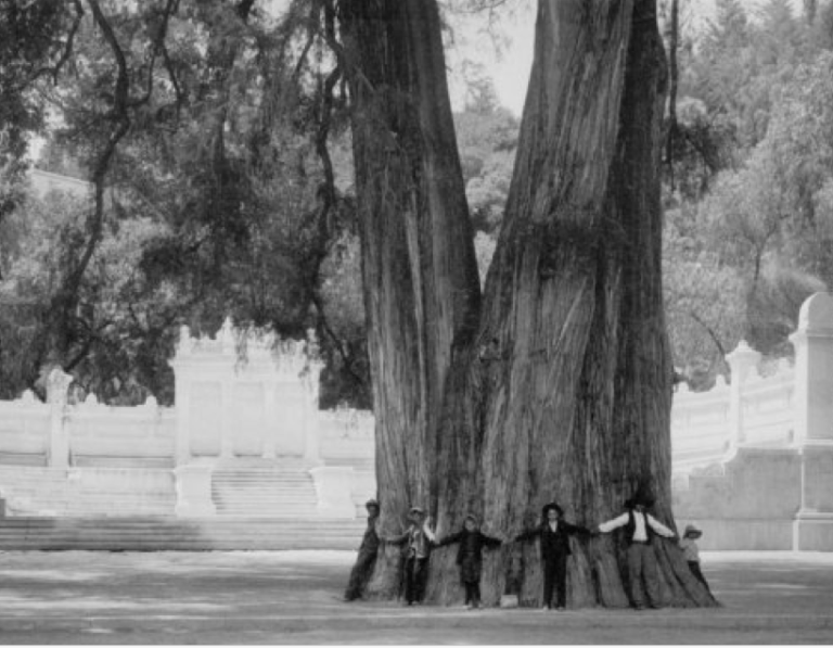 Webinar: Historia del Ahuehuetl - Pro Bosque Chapultepec