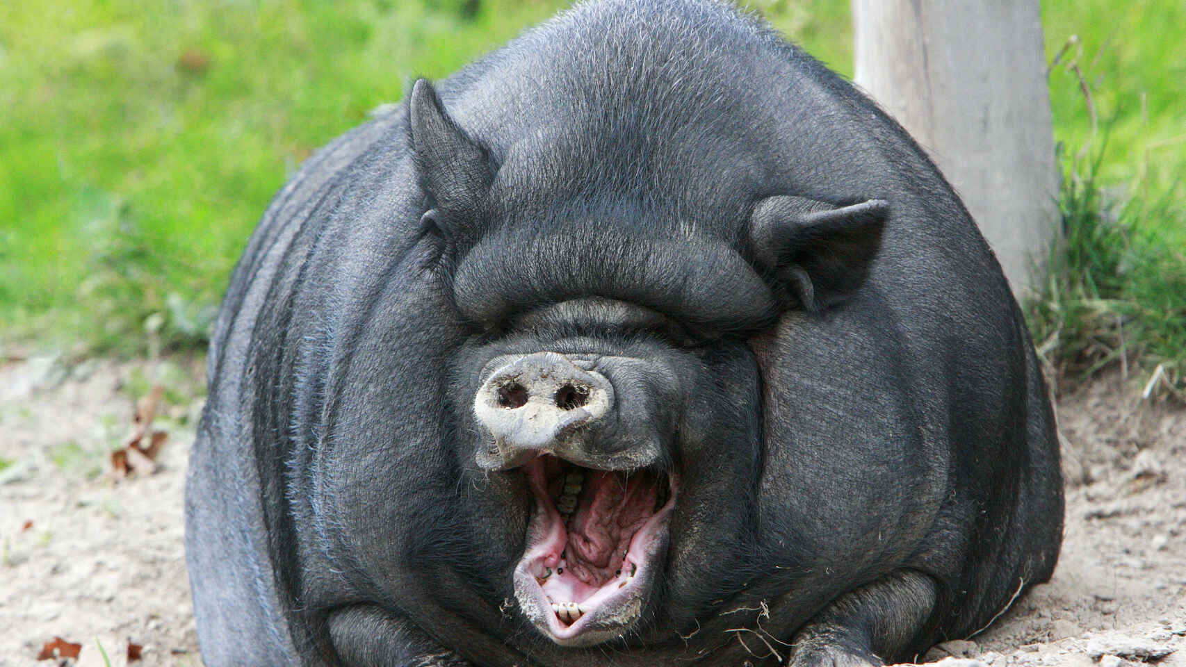 Los animales también ríen: conoce cuáles son – Pro Bosque Chapultepec