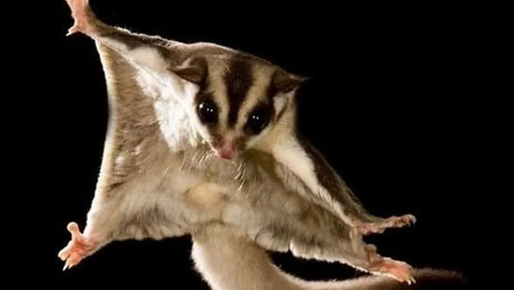 La nueva especie de ardilla voladora gigante hallada en los Himalayas ...