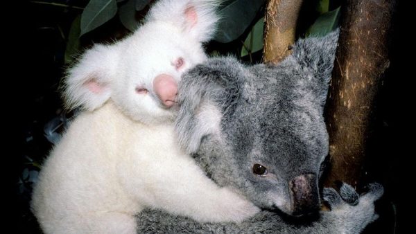Sorprendentes fotos de animales albinos - Pro Bosque Chapultepec
