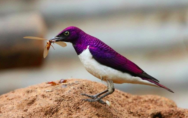Increíbles animales de color morado (FOTOS) – Pro Bosque Chapultepec