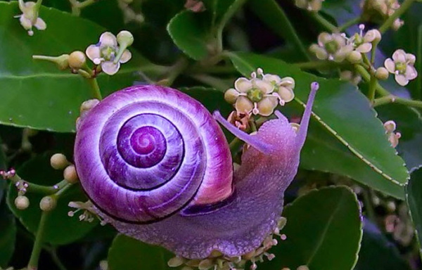 Increíbles animales de color morado (FOTOS) – Pro Bosque Chapultepec