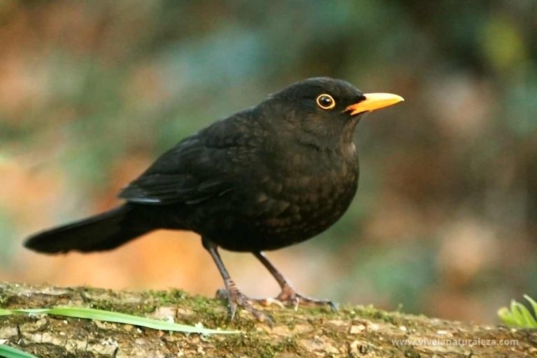 Animales de color negro en la naturaleza ¿Cuáles imaginas? - Pro Bosque ...