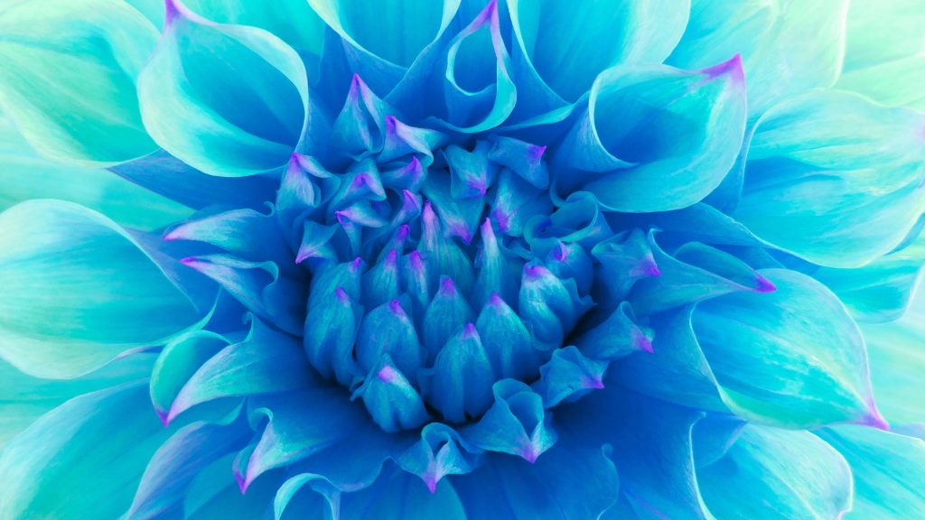 La Dalia: nuestra Flor Nacional - Pro Bosque Chapultepec