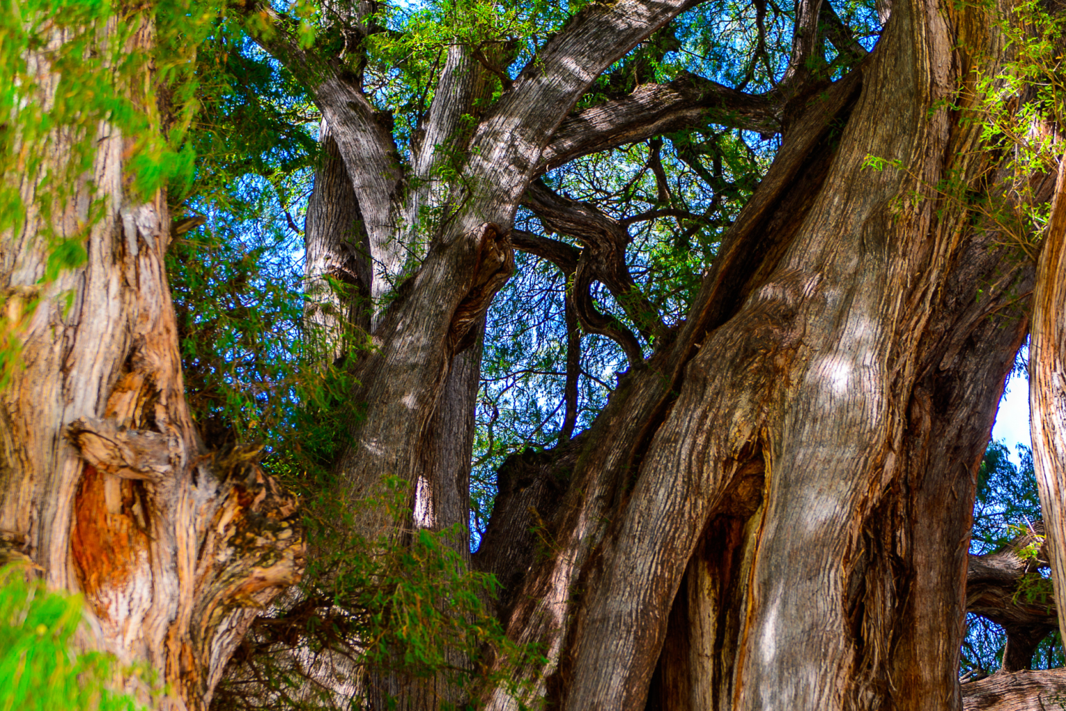 Los ahuehuetes: guardianes milenarios del Bosque de Chapultepec – Pro ...